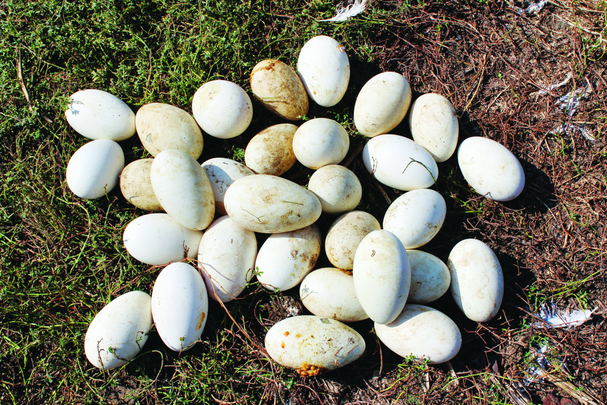 Practical Uses for Domesticated Geese - Backyard Poultry